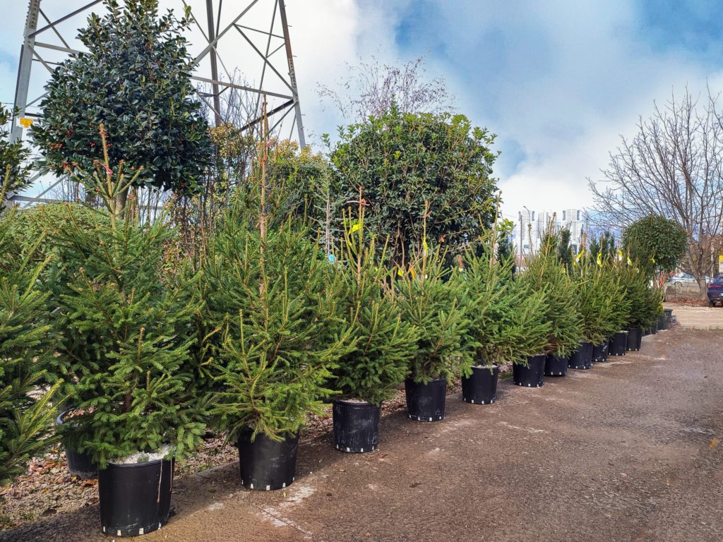 Природните новогодишни елки ја збогатуваат празничната атмосфера во ...